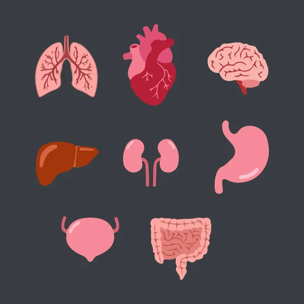 Orgaos anatomia Stock Photos, Royalty Free Orgaos anatomia Images ...