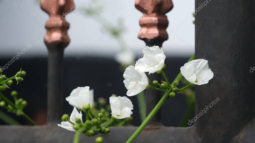 Echinodorus Palifolius, también conocida como Planta Espada Mexicana ...