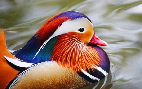 Pato florida Stock Photos, Royalty Free Pato florida Images | Depositphotos