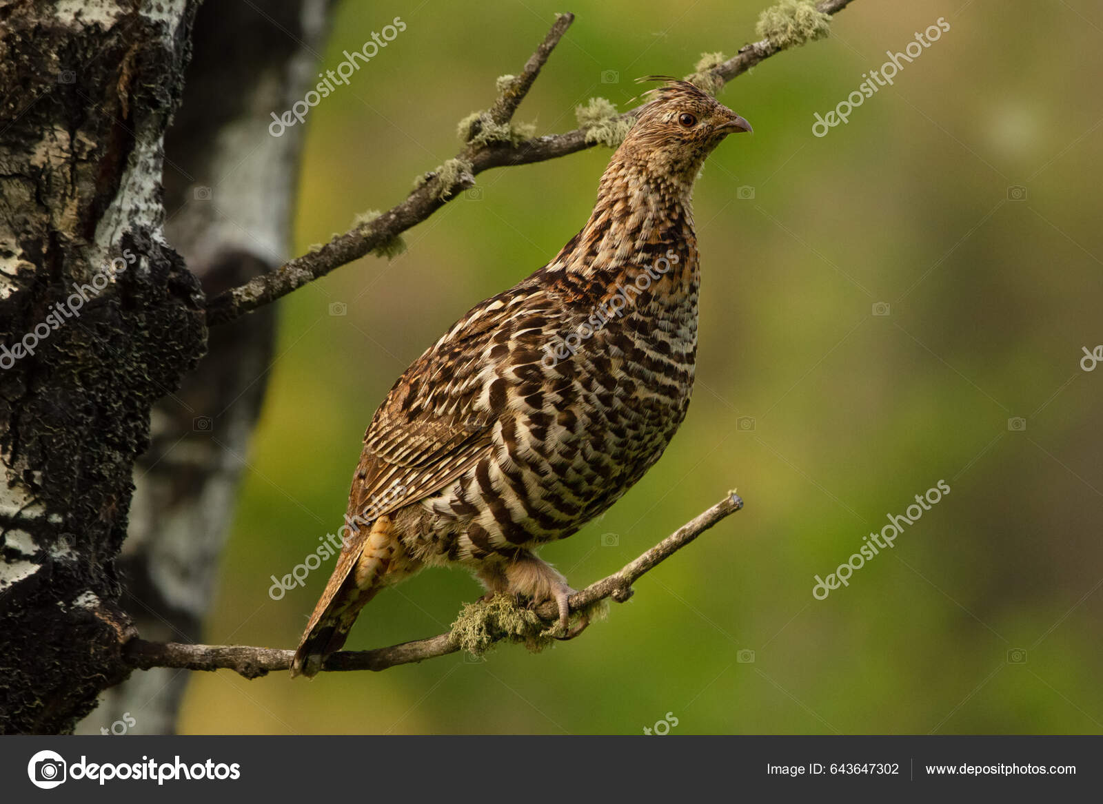 Female Ruffed Grouse