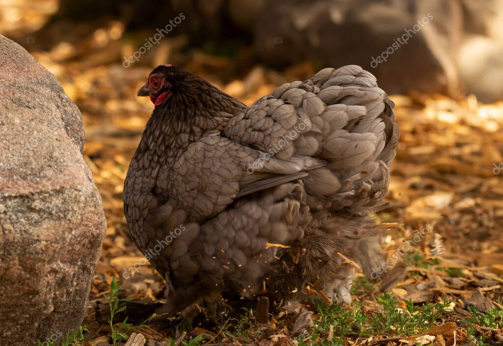 Pollo Grasso Riz Casimir | Rezept