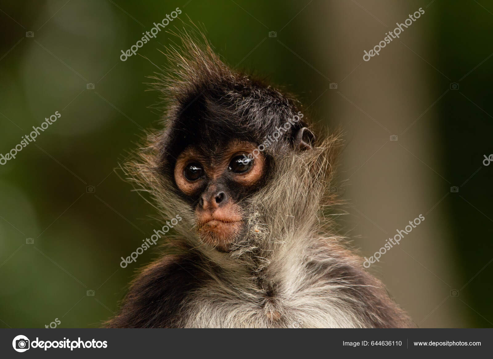 Cute Rainforest Monkeys