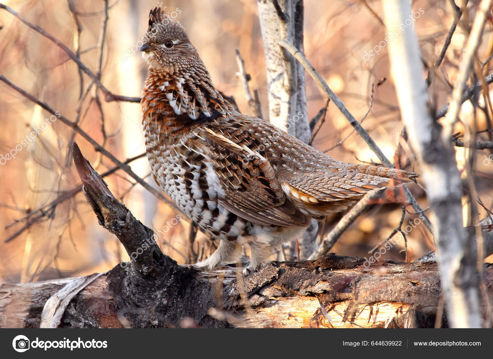 Female Ruffed Grouse