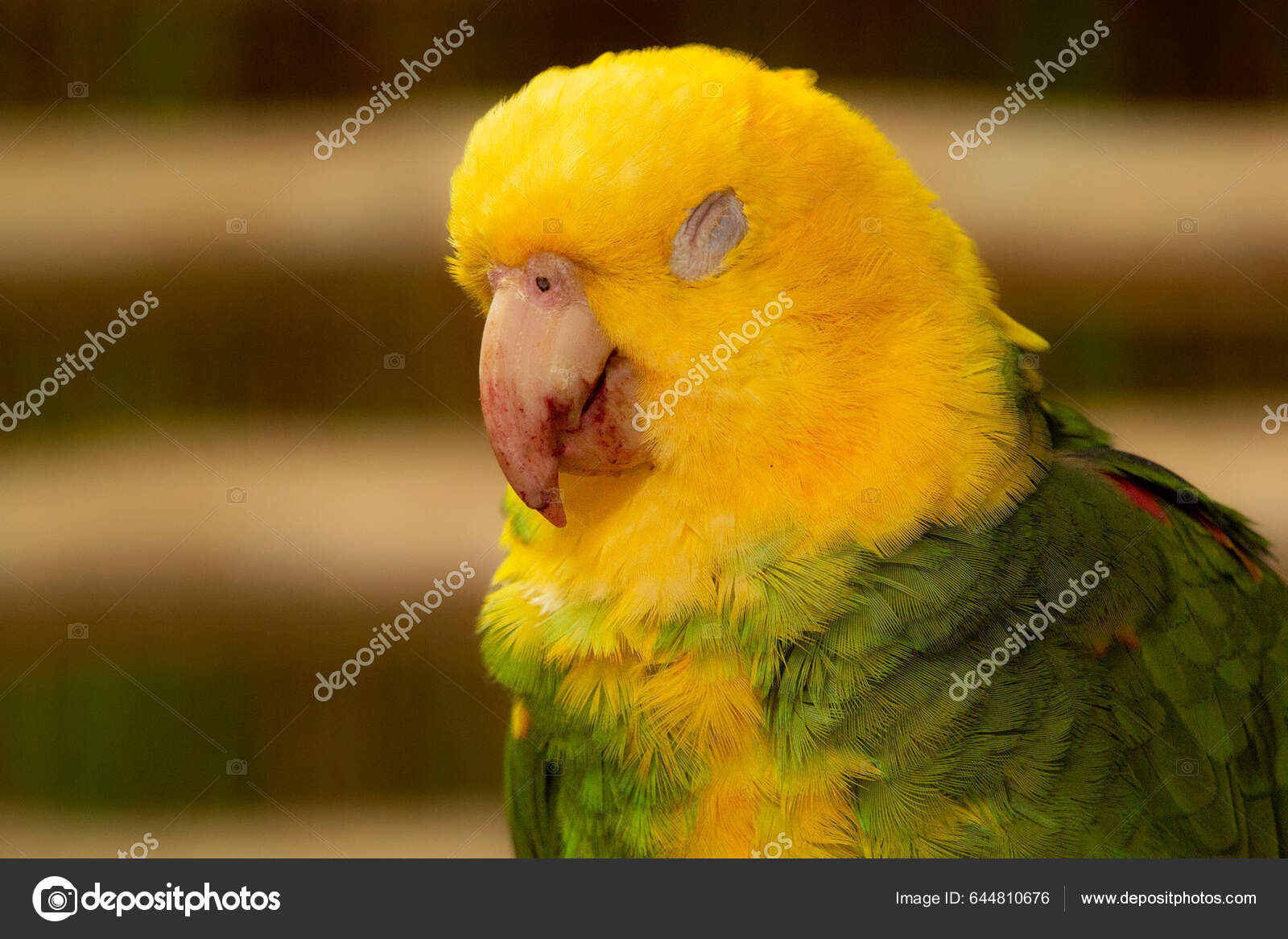 Cute Yellow Parakeets