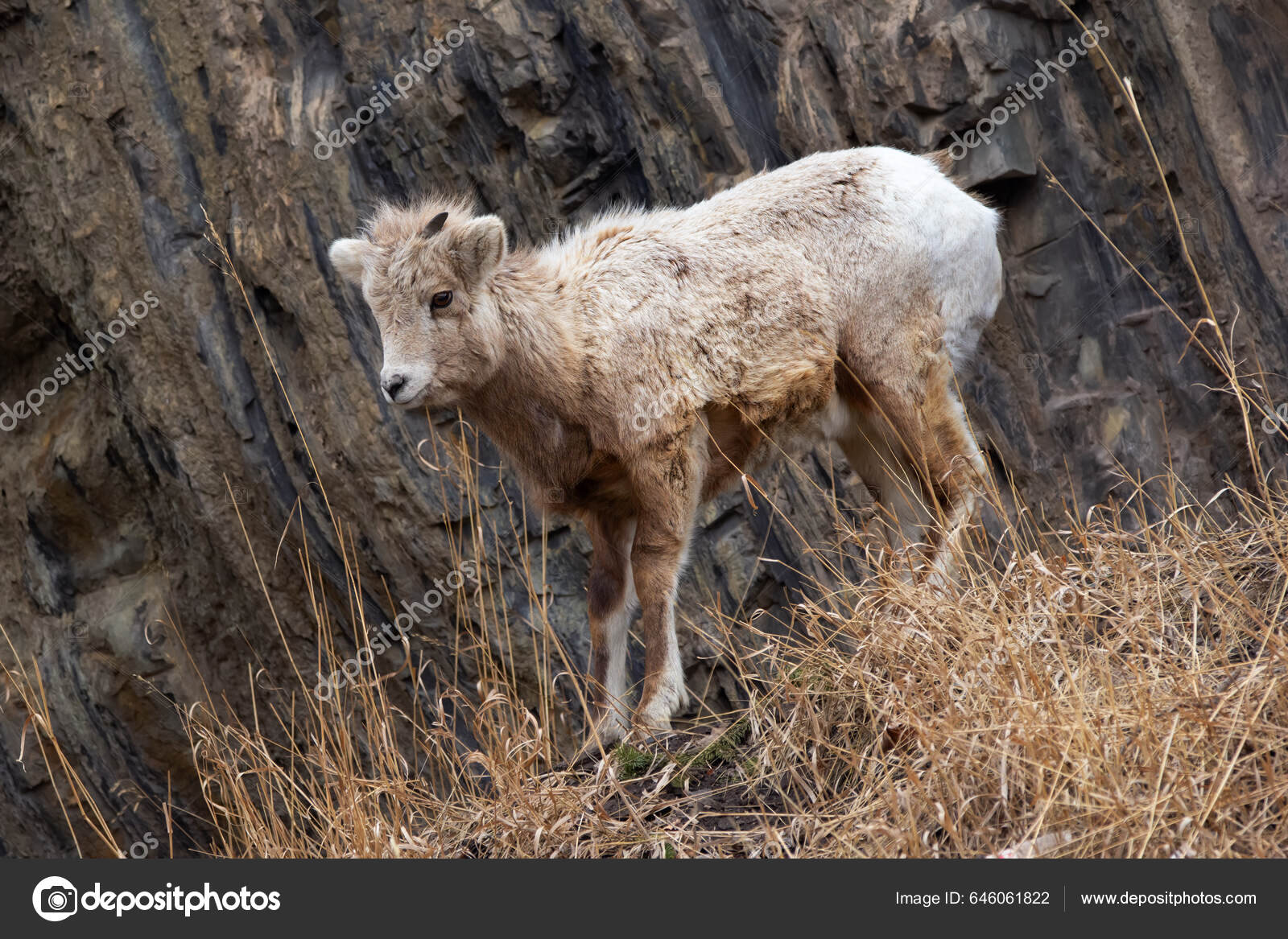 Baby Rocky Mountain Bighorn Sheep