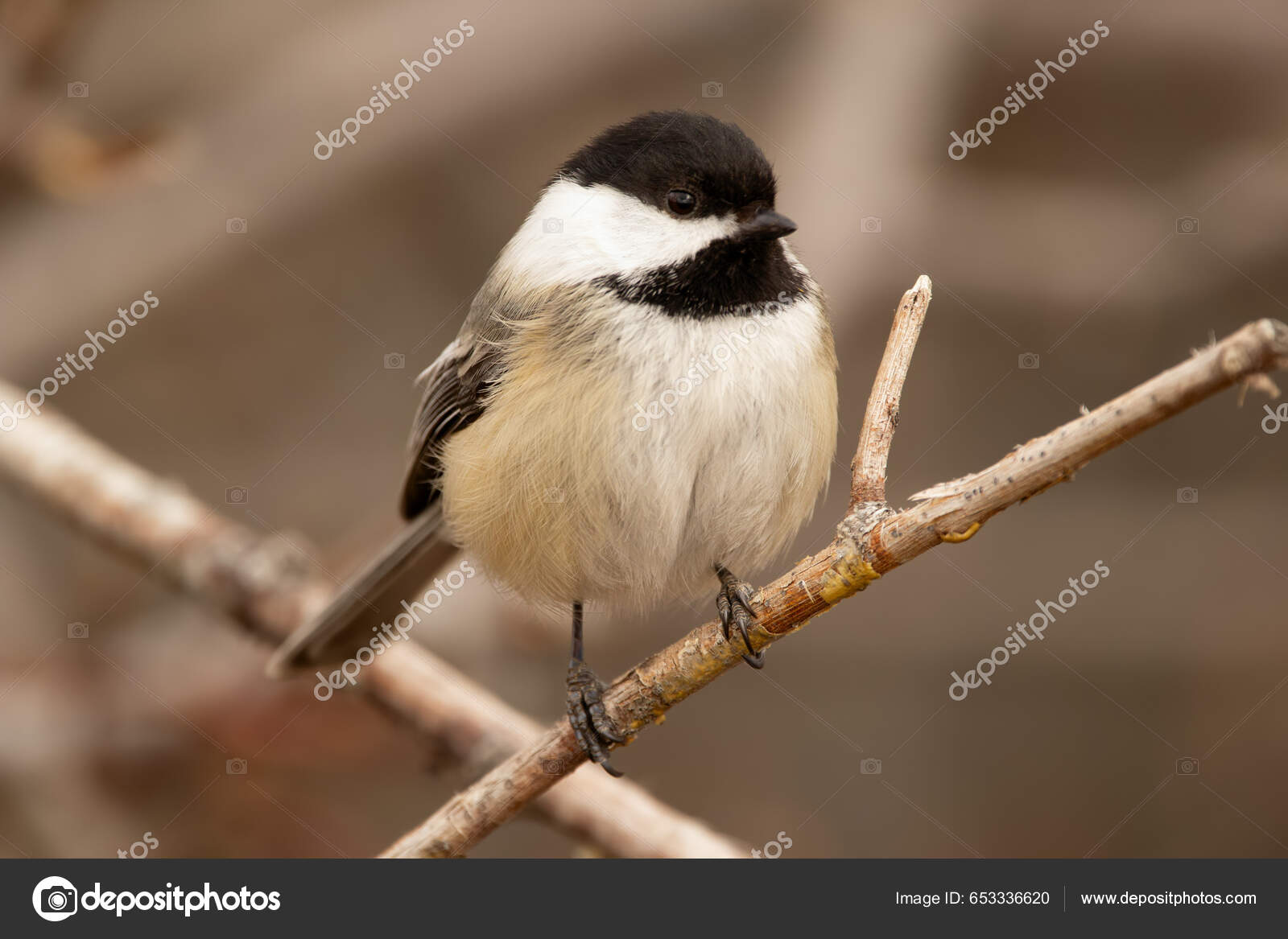 Cute Chickadee