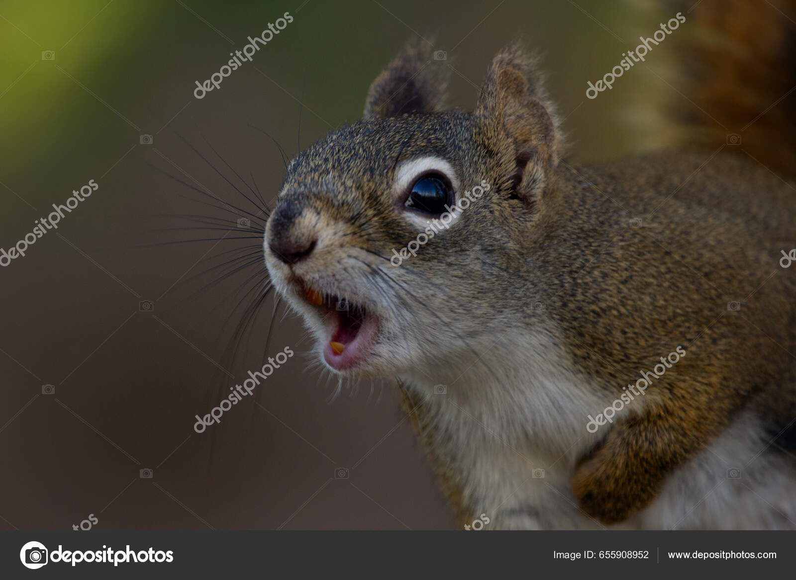 Make Your Own Squirrel Call