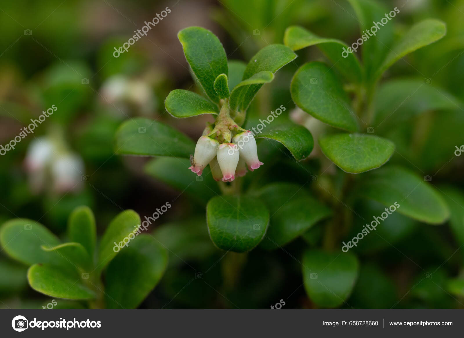 Bearberry Flower