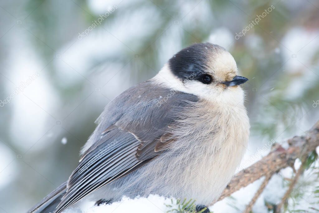 Lindo Canadá Jay encaramado en te rama de abeto en el parque en ...
