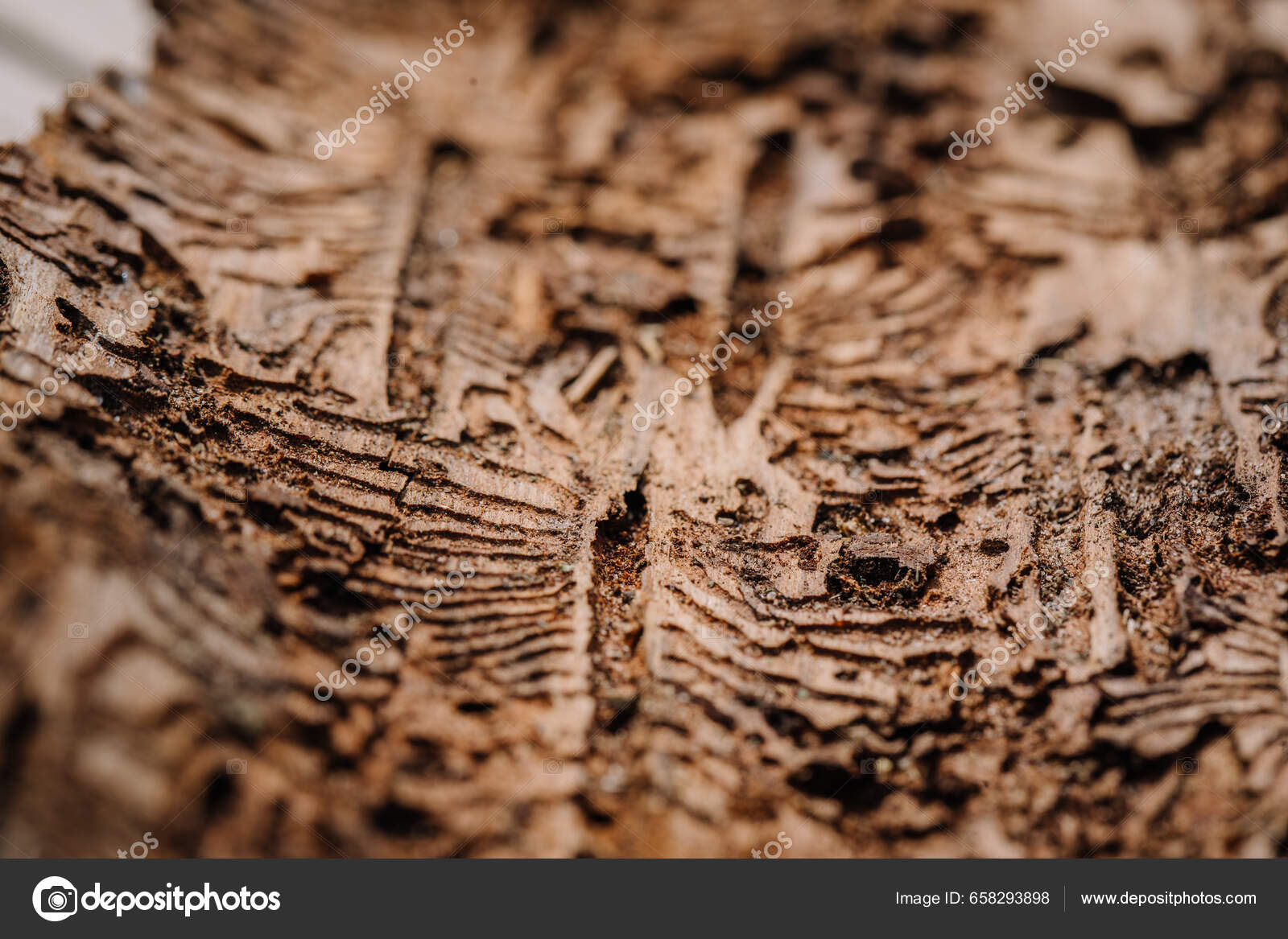 Eight Tooth Spruce Bark Beetle Texture Stock Photo by ©sarelainens ...