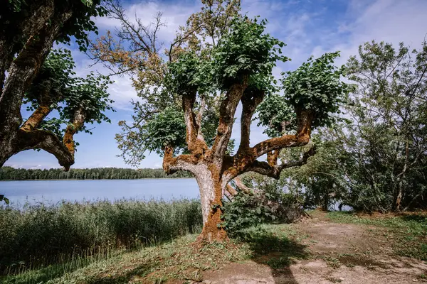 Trees around lake Stock Photos, Royalty Free Trees around lake Images ...