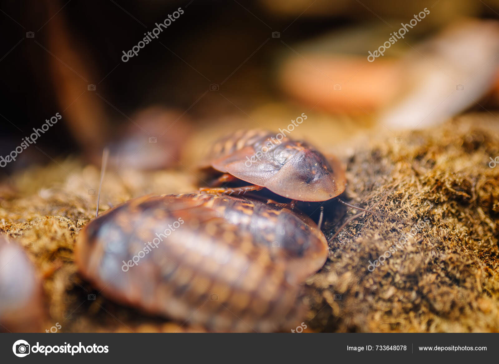 Riga Latvia July 2024 Close Two Brown Beetles Textured Surface — Stock ...