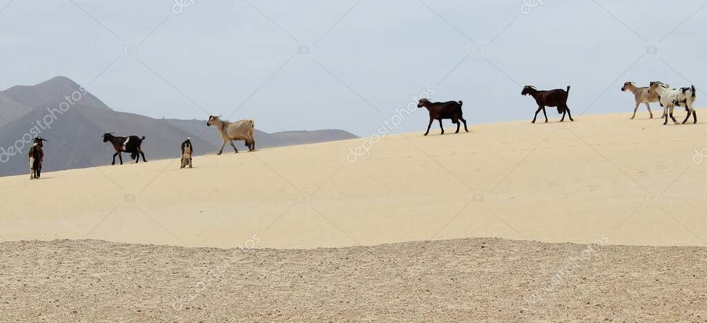 Wild goats in the sahara desert. Animals free in nature in the ...