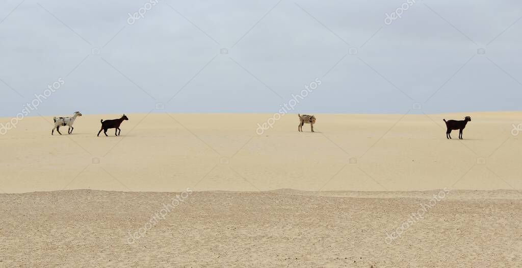 Wild goats in the sahara desert. Animals free in nature in the ...