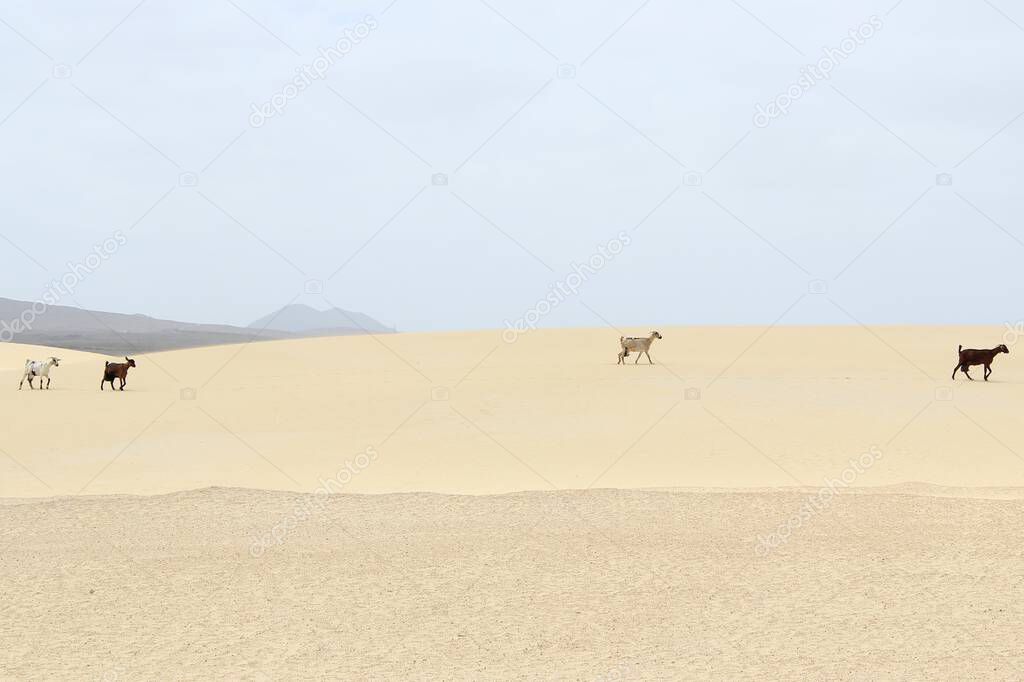 Wild goats in the sahara desert. Animals free in nature in the ...