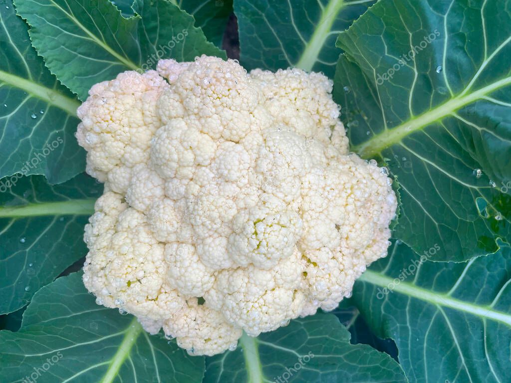 La coliflor crece en suelo orgánico en un huerto. Una cabeza de ...
