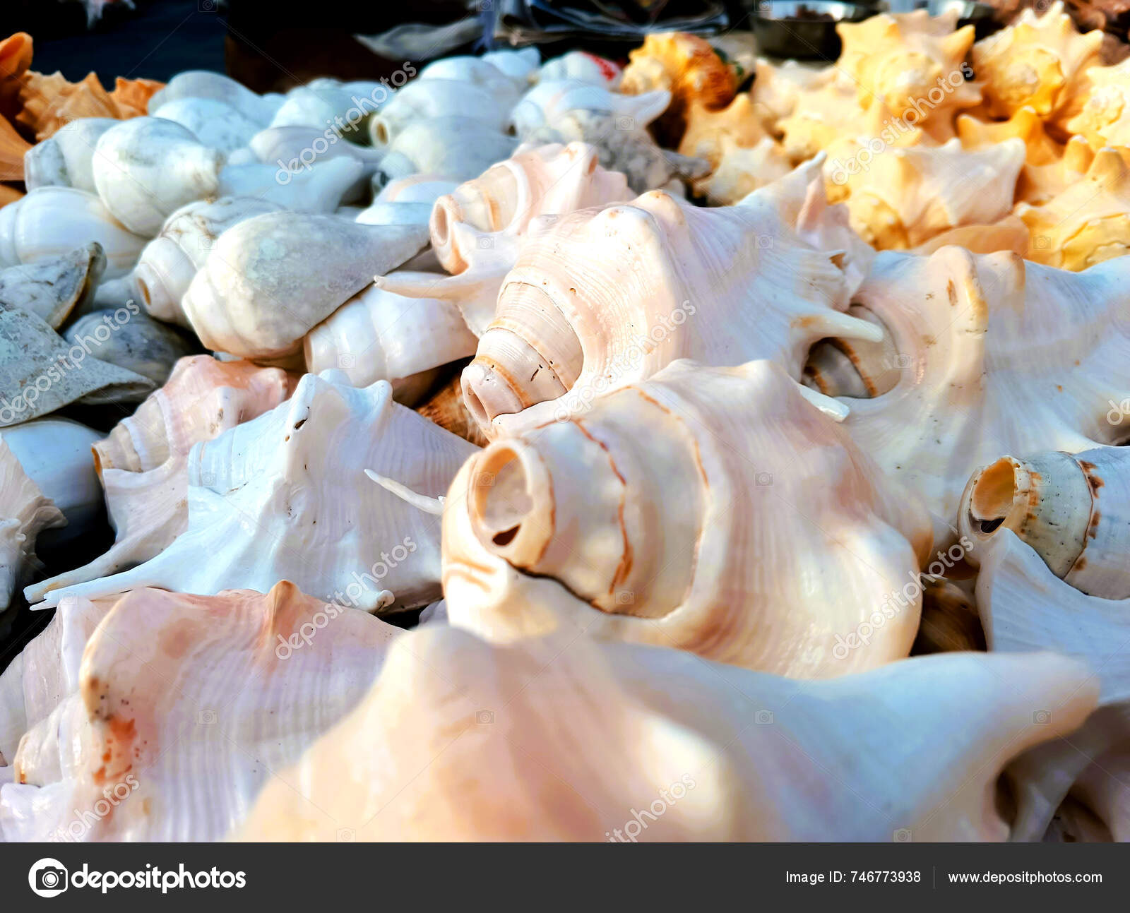 Vibrant Display Conch Shells Various Sizes Colors Shells Feature ...