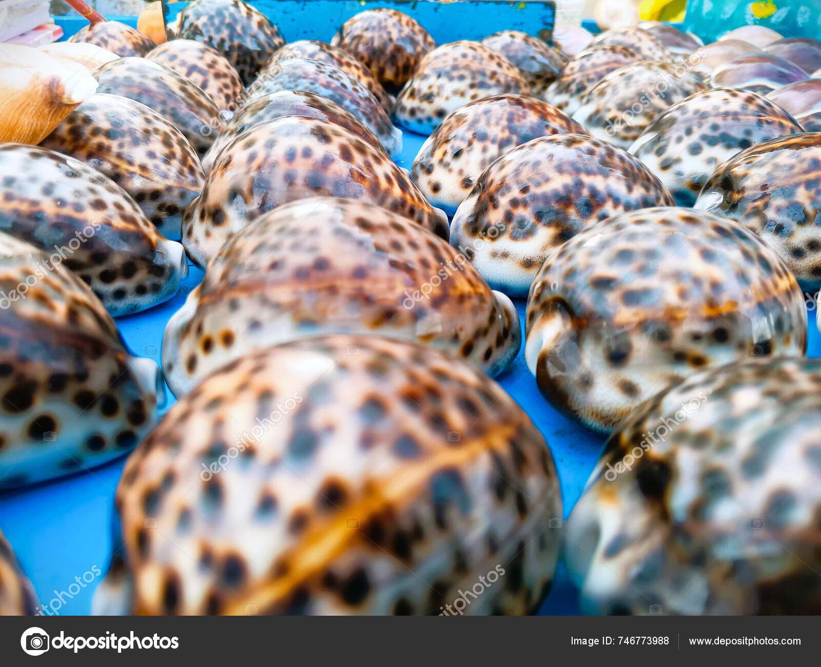 Close Image Collection Tiger Cowrie Shells Showcasing Distinctive Brown ...