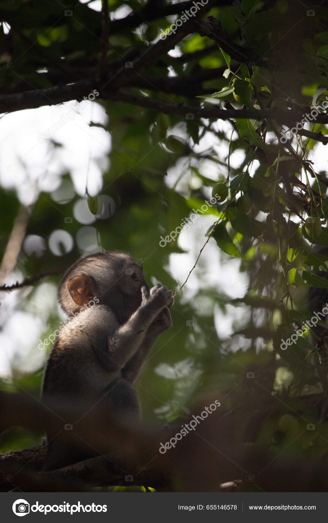 Cute Monkeys On Trees