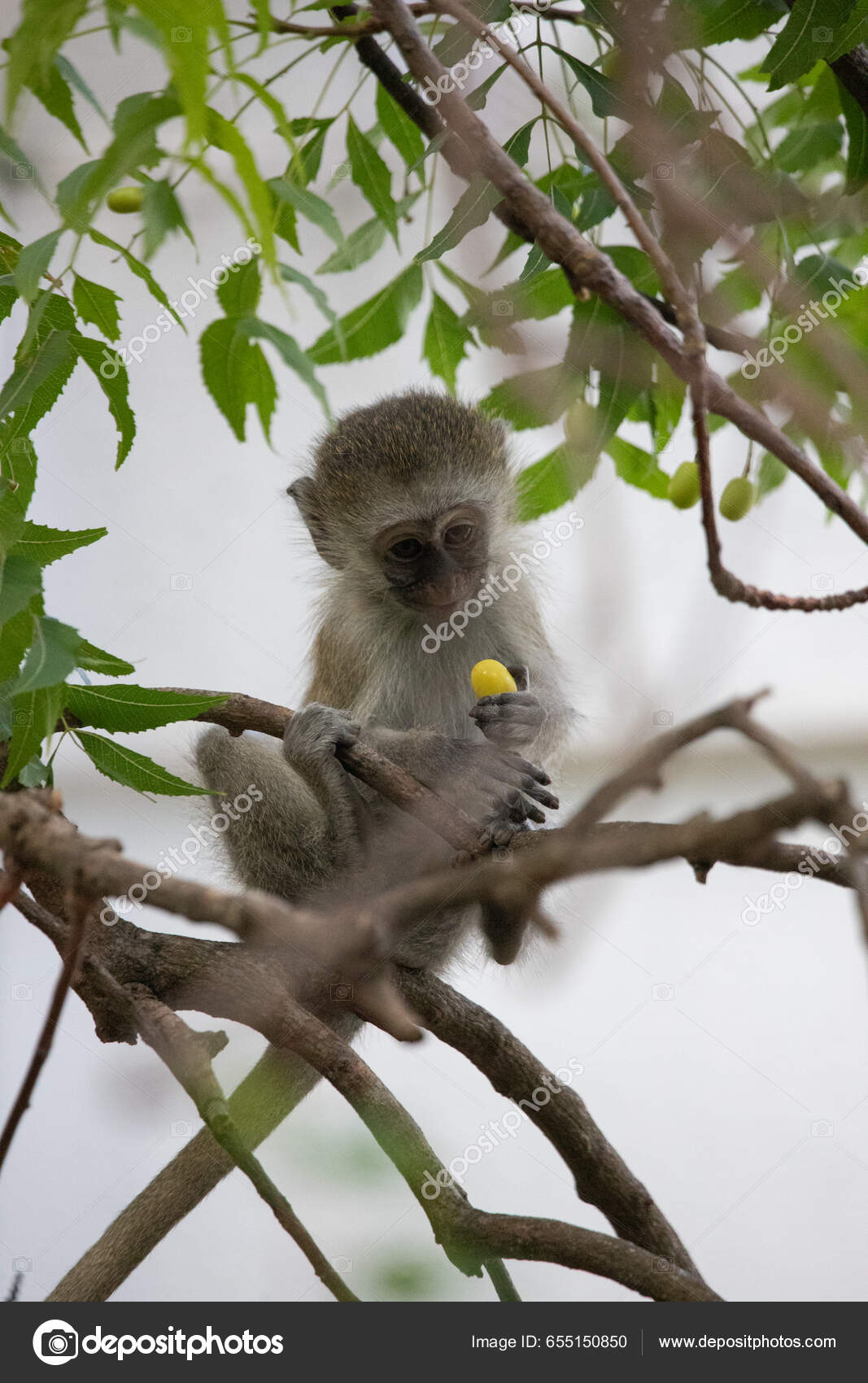African Monkeys In Tree