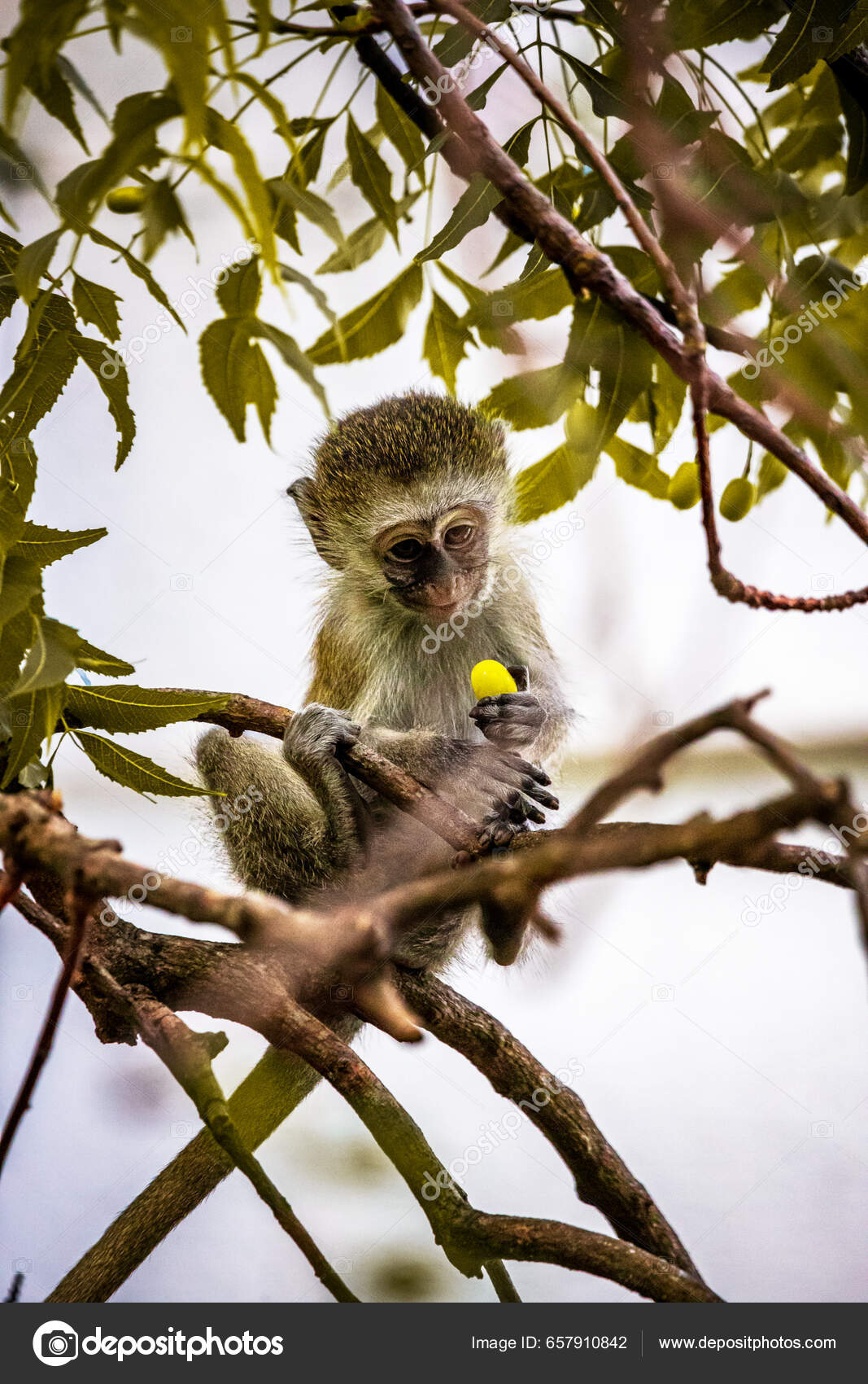 African Monkeys In Tree