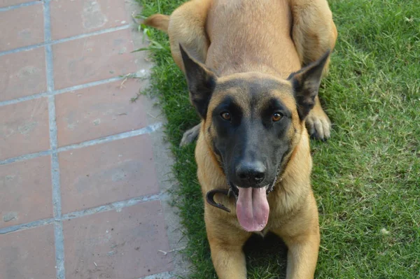 Kutya malinois fotos de stock, imágenes de Kutya malinois sin royalties ...