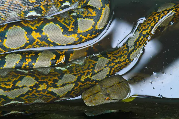 What makes burmese python a significant predator fotos de stock ...