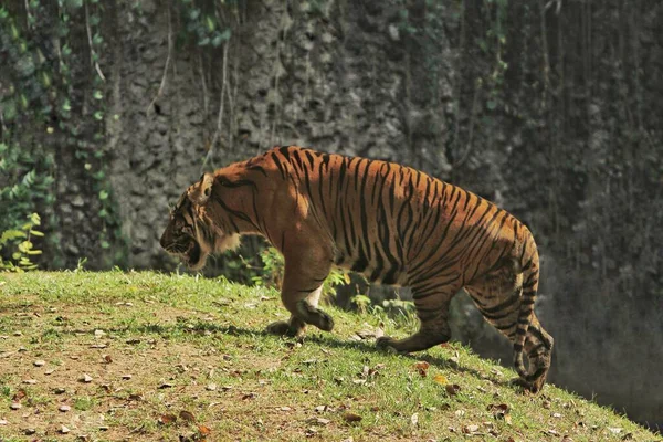 Denah lembang park zoo images libres de droit, photos de Denah lembang ...
