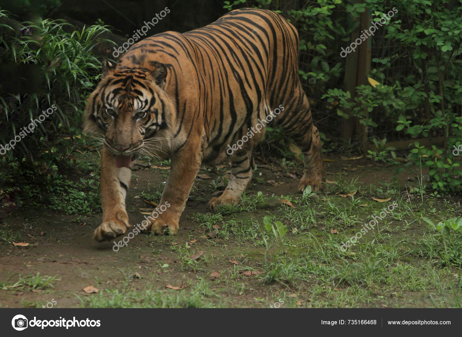 Tiger Jungle — Stock Photo © Pitokung #735166468