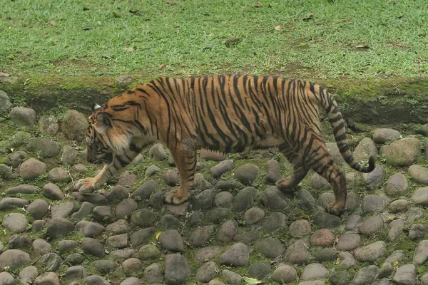 Denah lembang park zoo images libres de droit, photos de Denah lembang ...