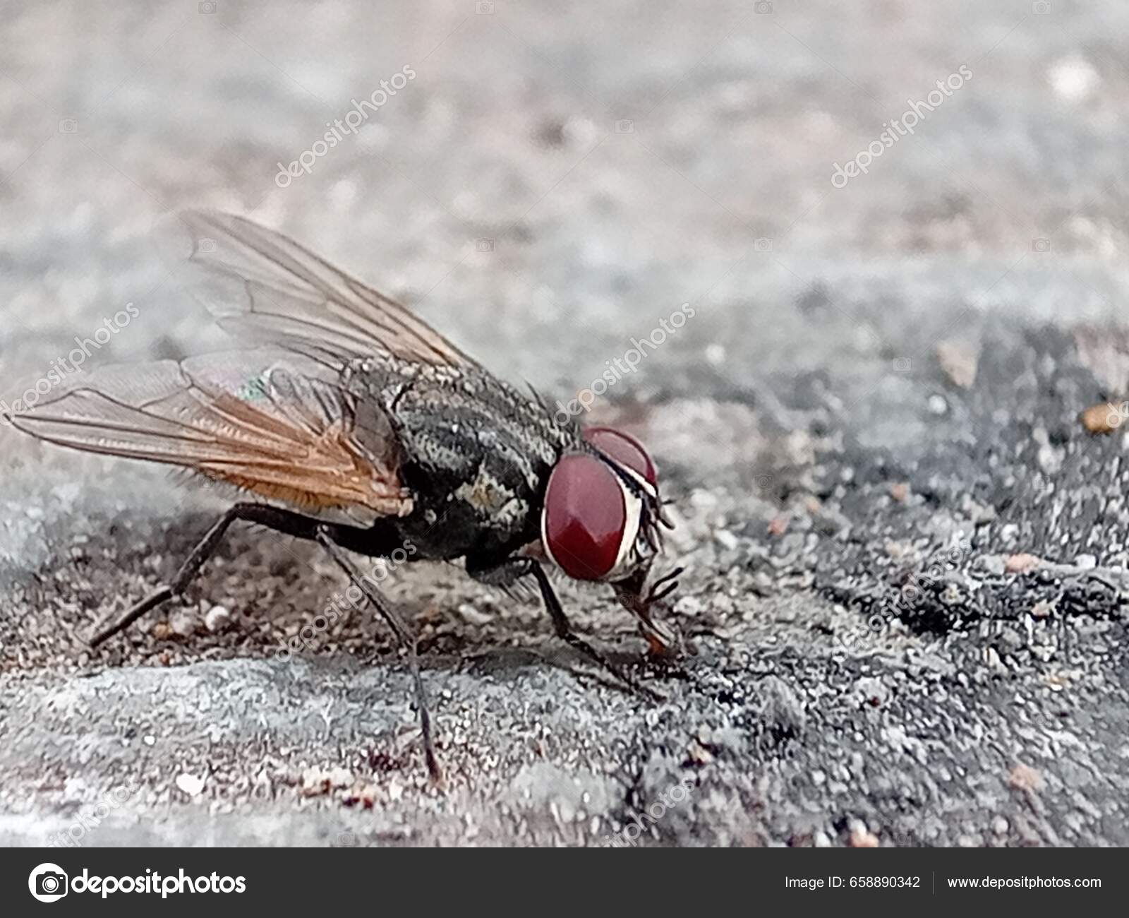 Adult House Fly Species Musca Domestica — Stock Photo © Rmd17 #658890342