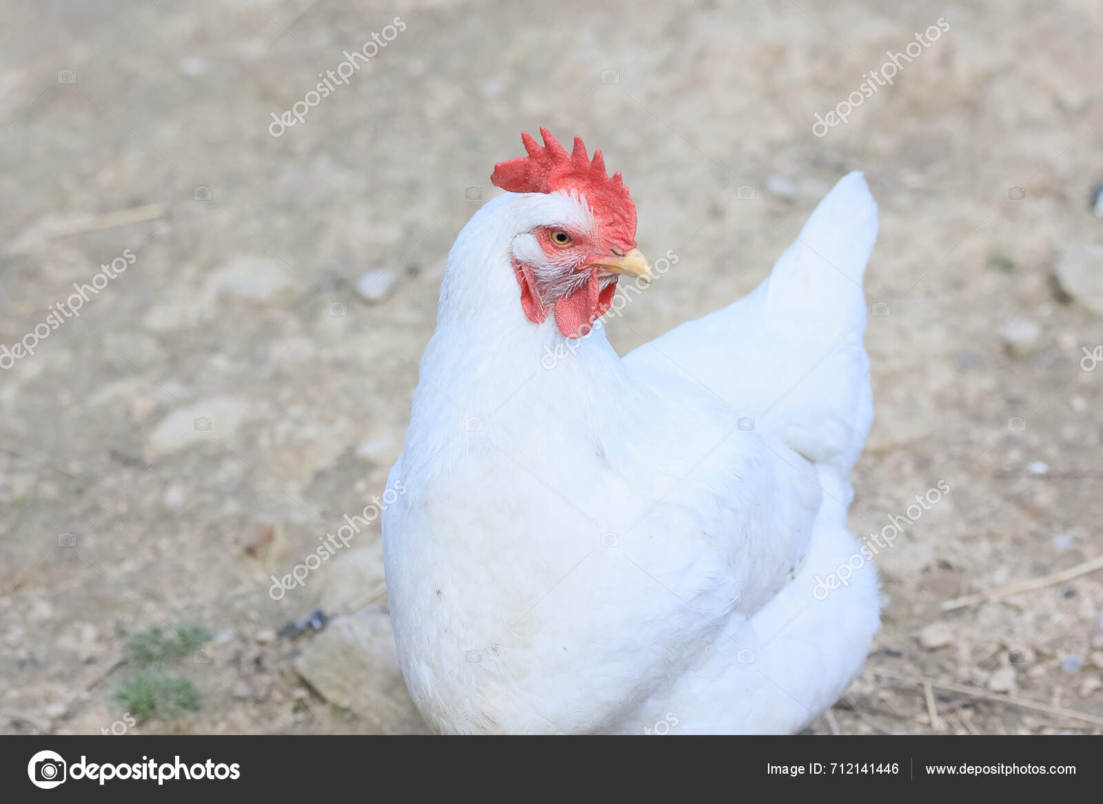 One Chicken Photo Free Range Chickens Pecking Grass Looking Food ...