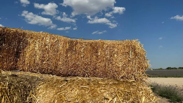 Straw pollution Stock Photos, Royalty Free Straw pollution Images ...