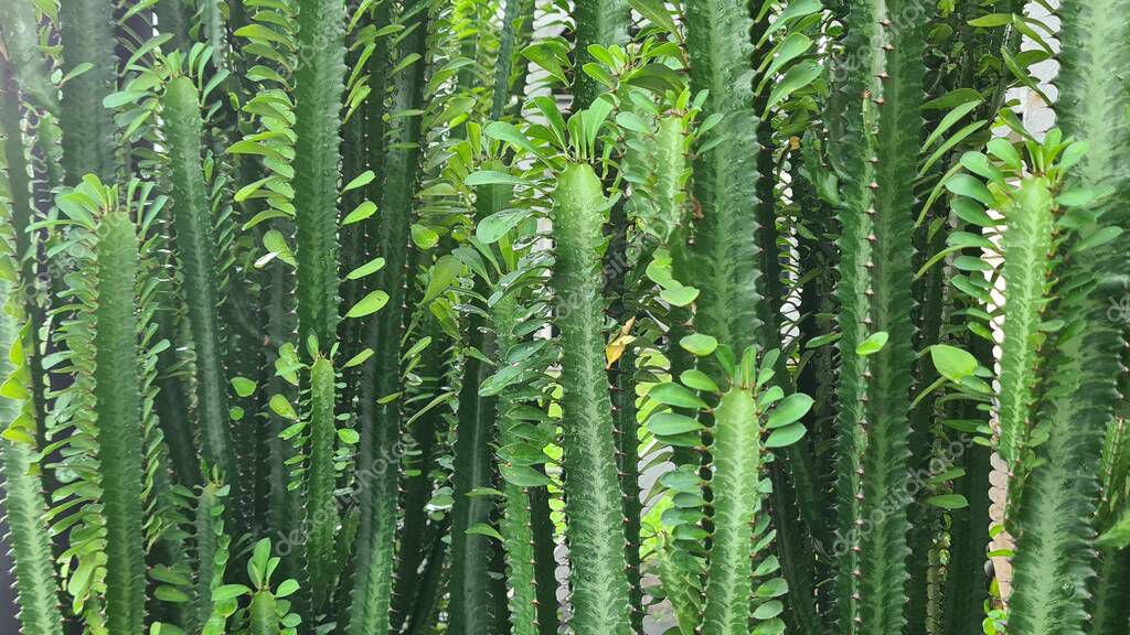 Euphorbia Trigona, o el árbol de leche africano como se le conoce ...