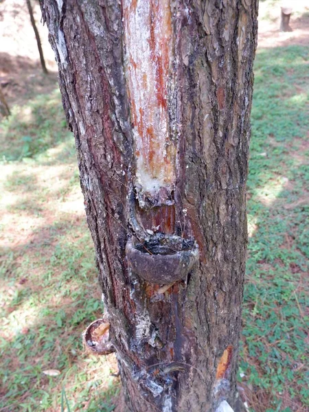 Armadilha de insetos árvore Stock Photos, Royalty Free Armadilha de ...