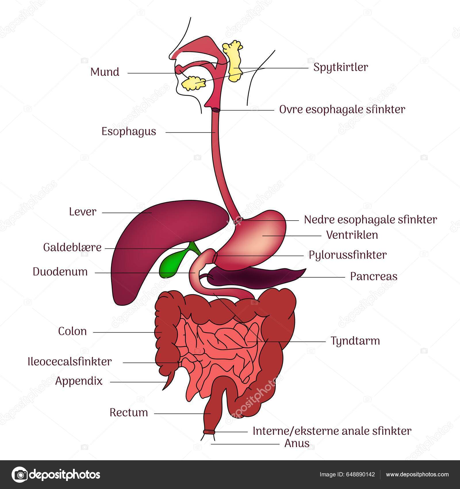 Interne Humain Anatomie Système Digestif Illustration Ligne Art Avec ...