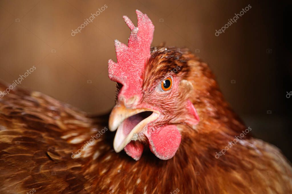 ave de pollo doméstica con pico abierto sentado en el nido, pico ...
