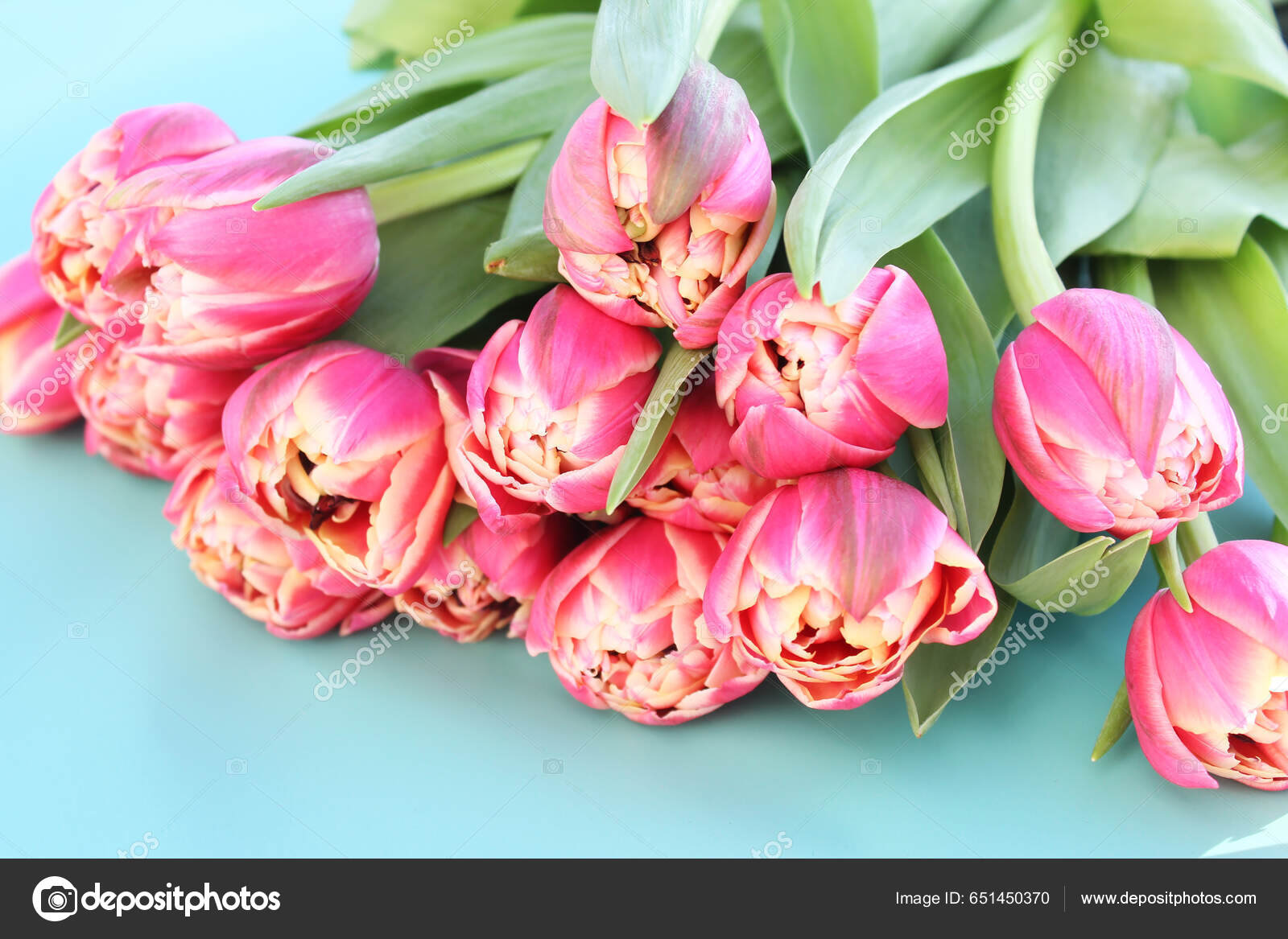 Ramo Flores Tulipanes Rosados Con Hojas Verdes Sobre Fondo Azul — Foto ...