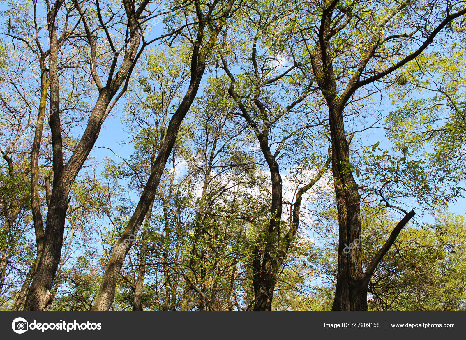 Branches Trees Forest Trees Branches Acacia Tree Blue Sky — Stock Photo ...
