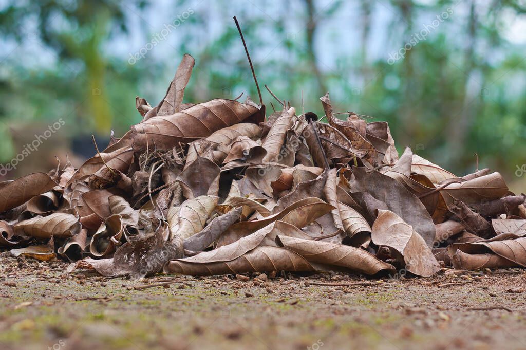 primer plano de las hojas secas caídas listas para el compostaje o la ...