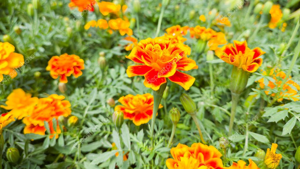 caléndulas francesas en el jardín, tagetes patula, ramo de flores ...