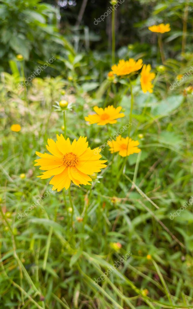 coreopsis, a menudo llamada calliopsis o garrapata, flores de color ...