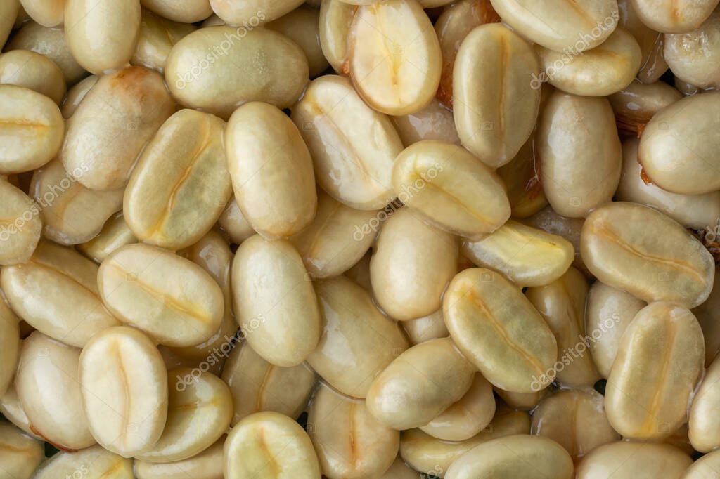 granos de café lavados y limpios, café árabe, pulpa y piel o carne de ...