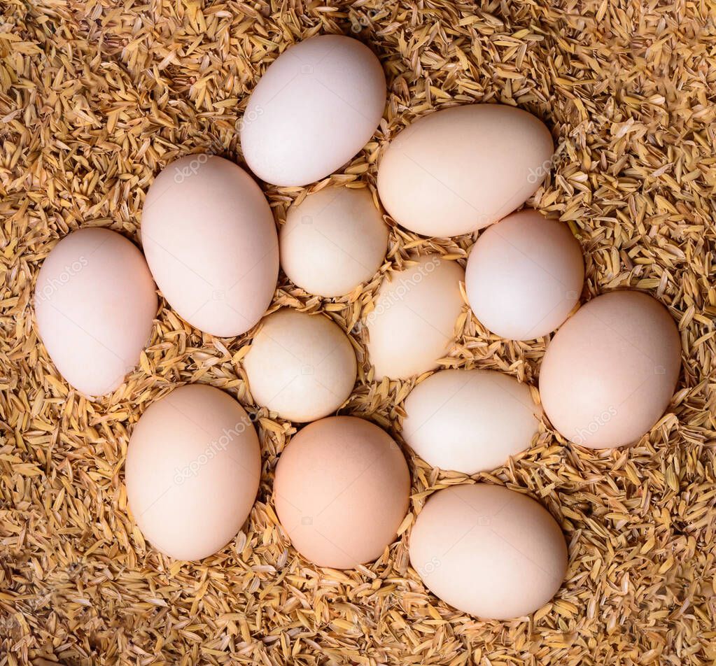 huevos de gallina fértiles en cáscara de arroz con cáscara de semillas ...