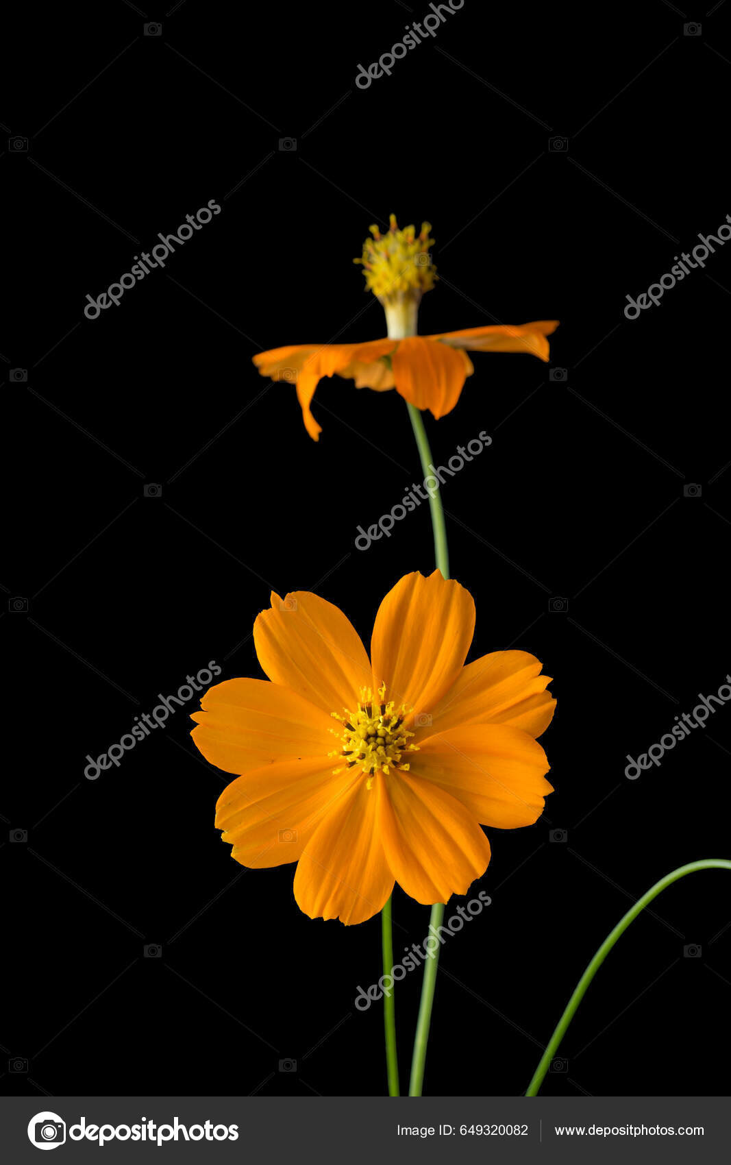 Calliopsis Flower | Best Flower Site