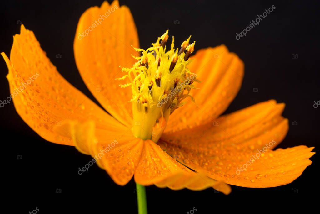 coreopsis, a menudo llamada calliopsis o tickseed primer plano macro ...