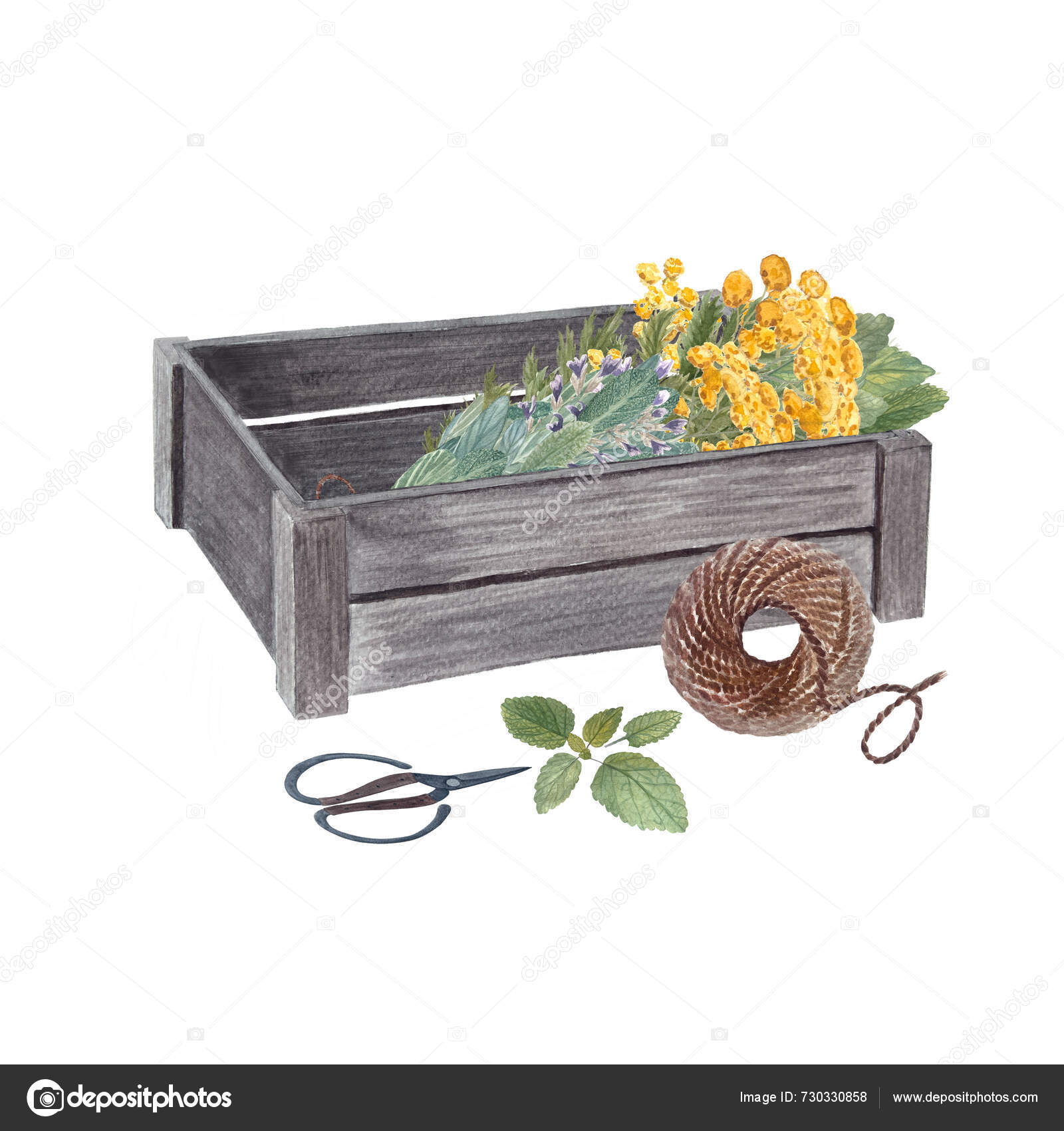 Wooden Crate Blue Tansy Sage Scissors Jute Rope Watercolor Isolated ...