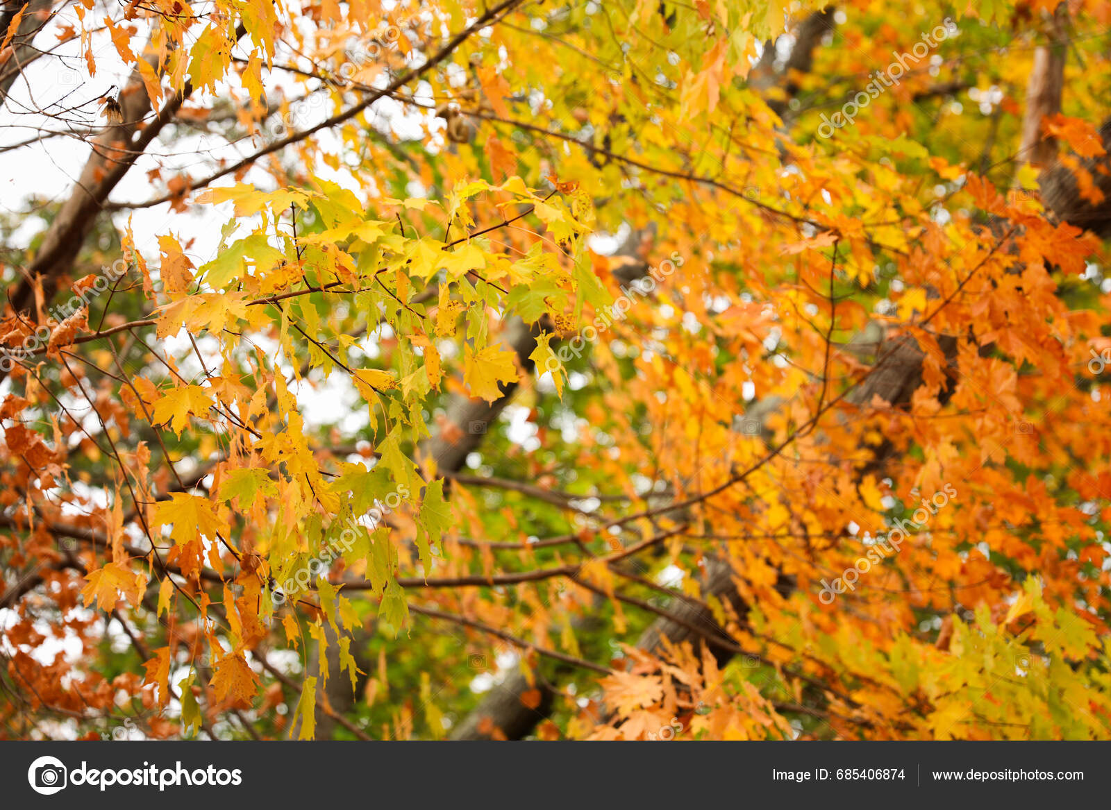 Colorful Autumn Leaves Tree Stock Photo by ©isaac1112 685406874