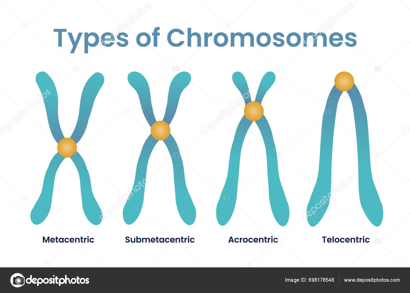 Illustration Four Chromosomes Types Stock Vector by ©zombiu26 698178548 Illustration Four Chromosomes Types Stock Vector by ©zombiu26 698178548