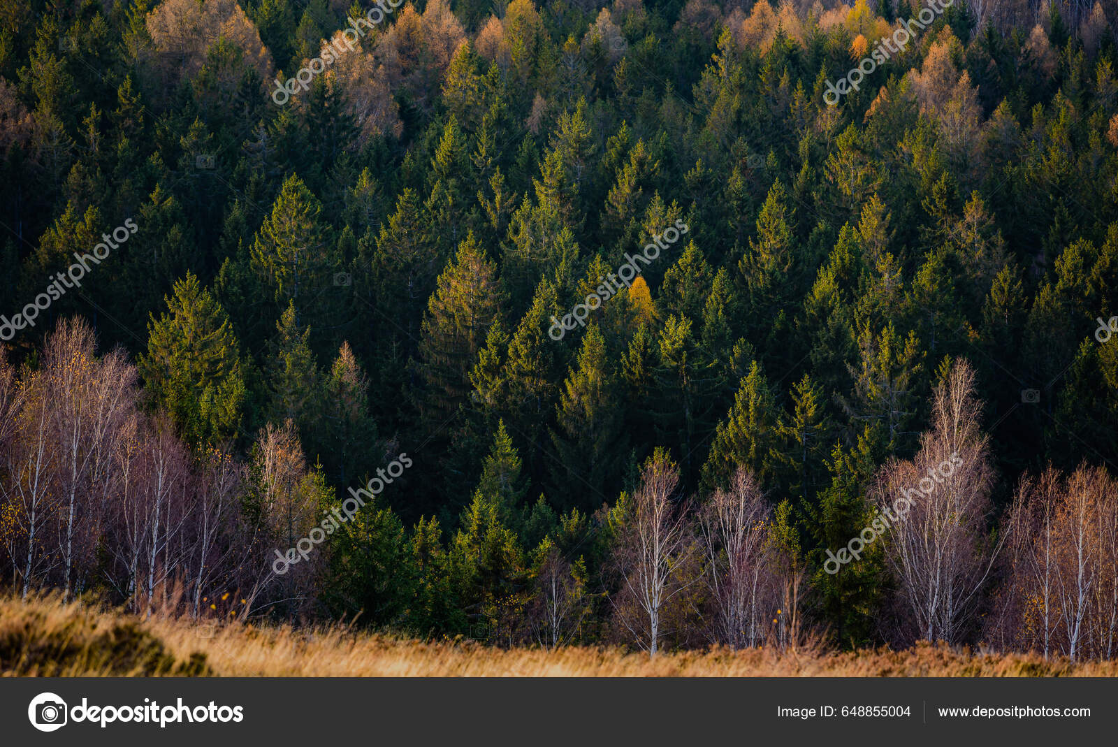 Detail Forest Autumn Lighten Sunset Light Chko Brdy — Stock Photo ...